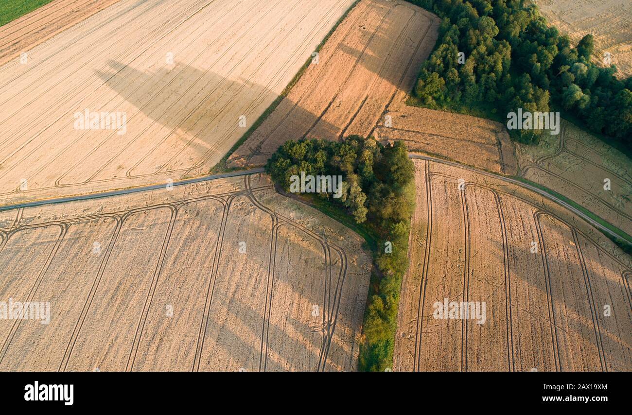 wheat field destroyed by wild boars Stock Photo - Alamy