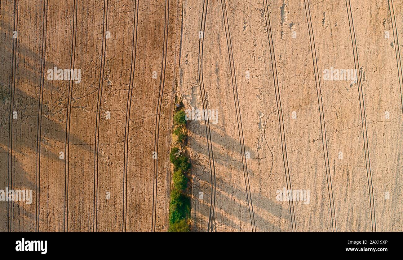wheat field destroyed by wild boars Stock Photo - Alamy
