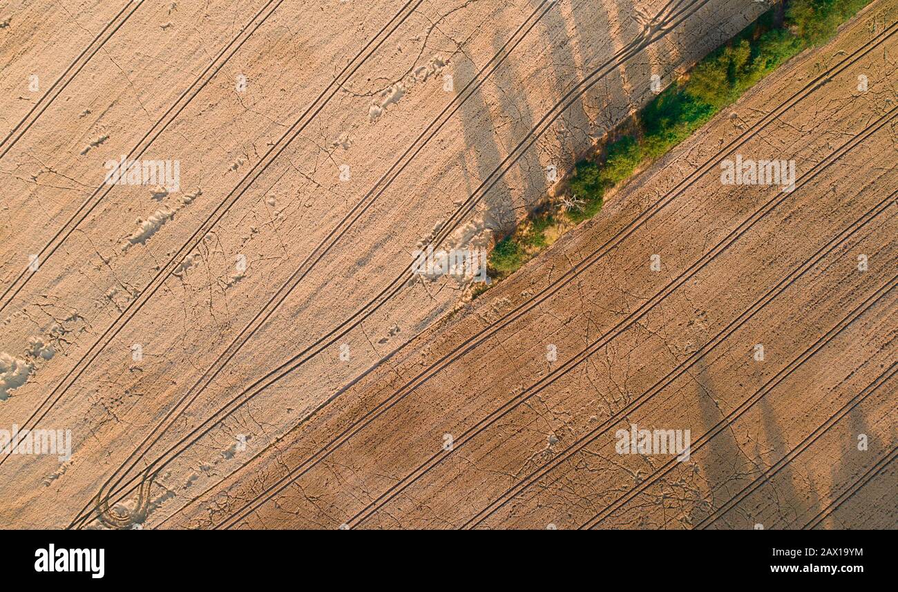 wheat field destroyed by wild boars Stock Photo - Alamy