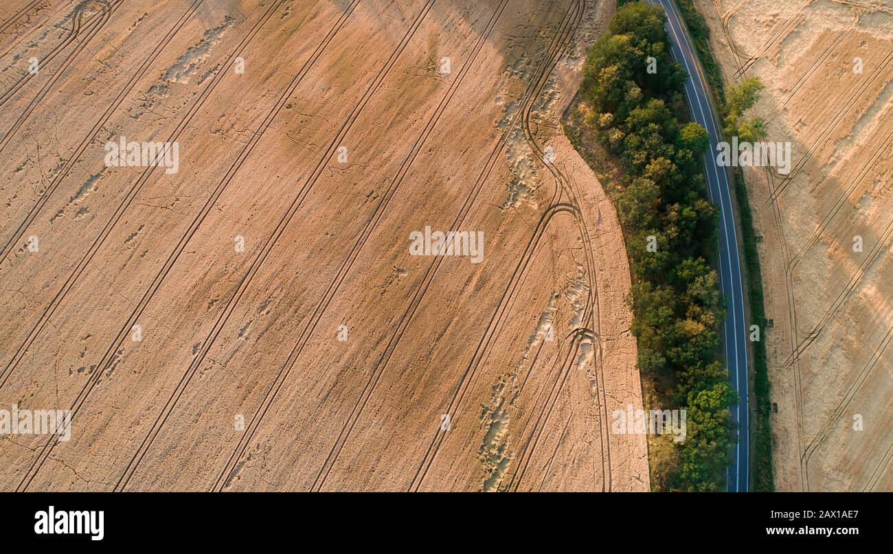 wheat field destroyed by wild boars Stock Photo - Alamy