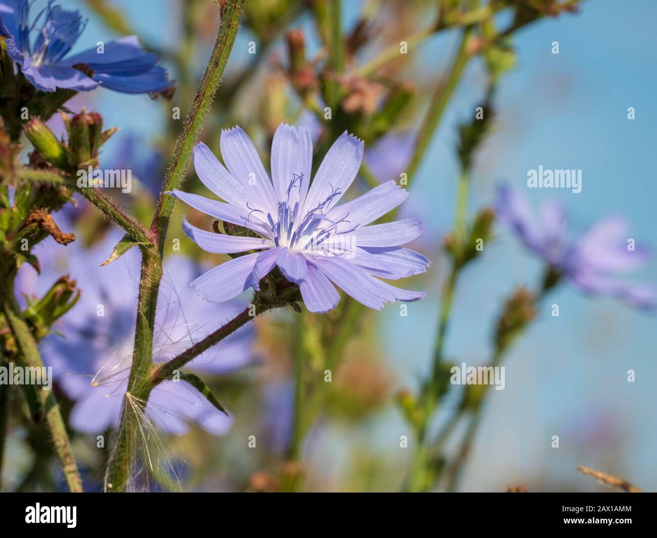 Wiesenblumen bei Oettingen, Nördlinger Ries, Franken, Bayern ...
