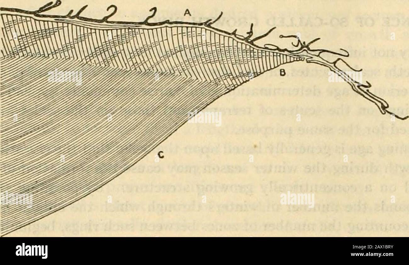 Natural history and propagation of fresh-water mussels . microscopic ...
