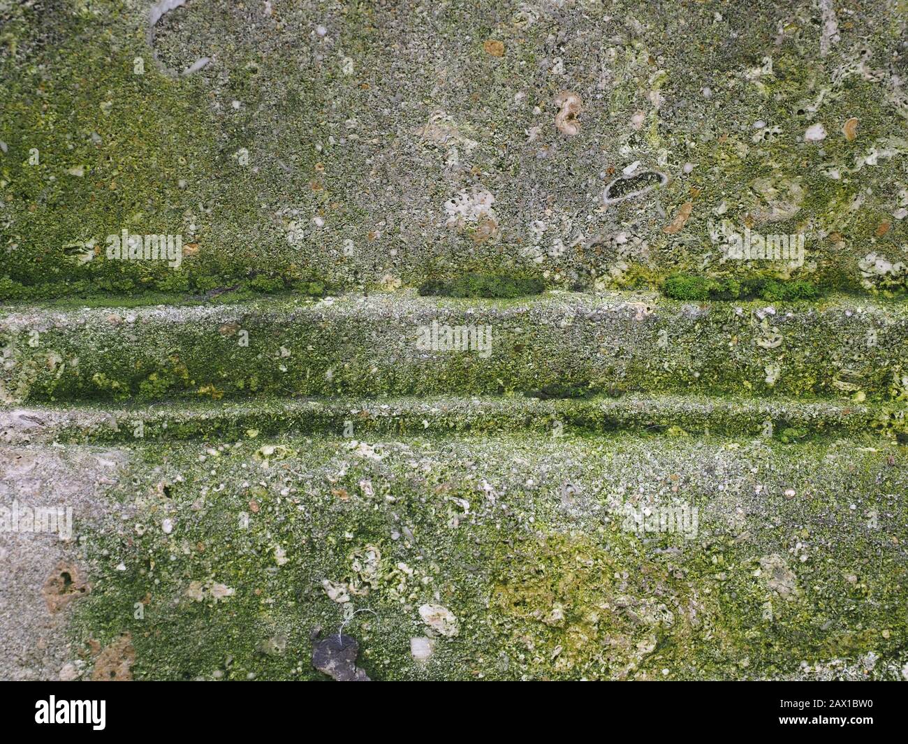 weathered grey concrete with moss texture useful as a background Stock ...