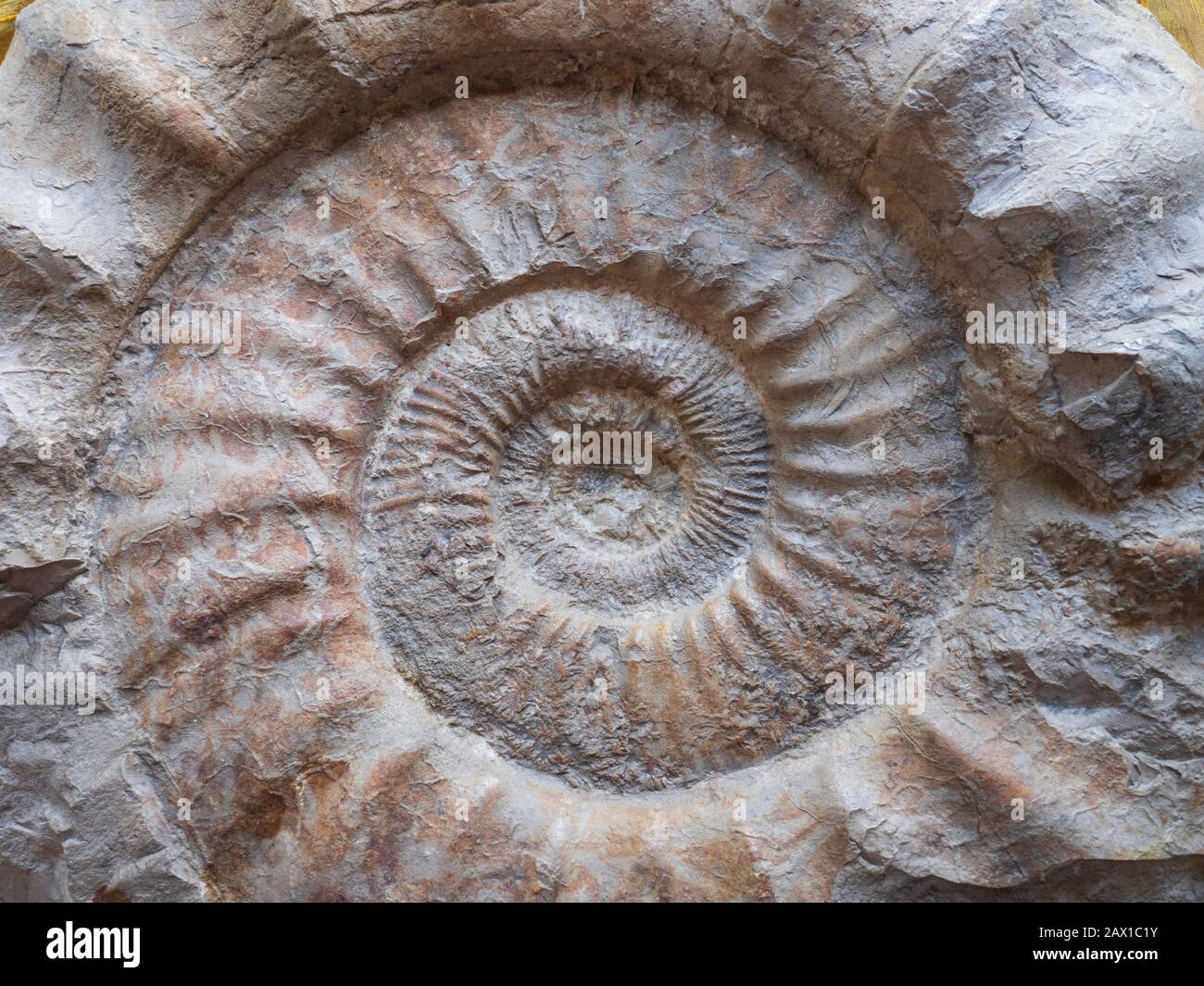 Ammonit, Museum im Hollerhaus, Dietfurt an der Altmühl, Oberpfalz ...
