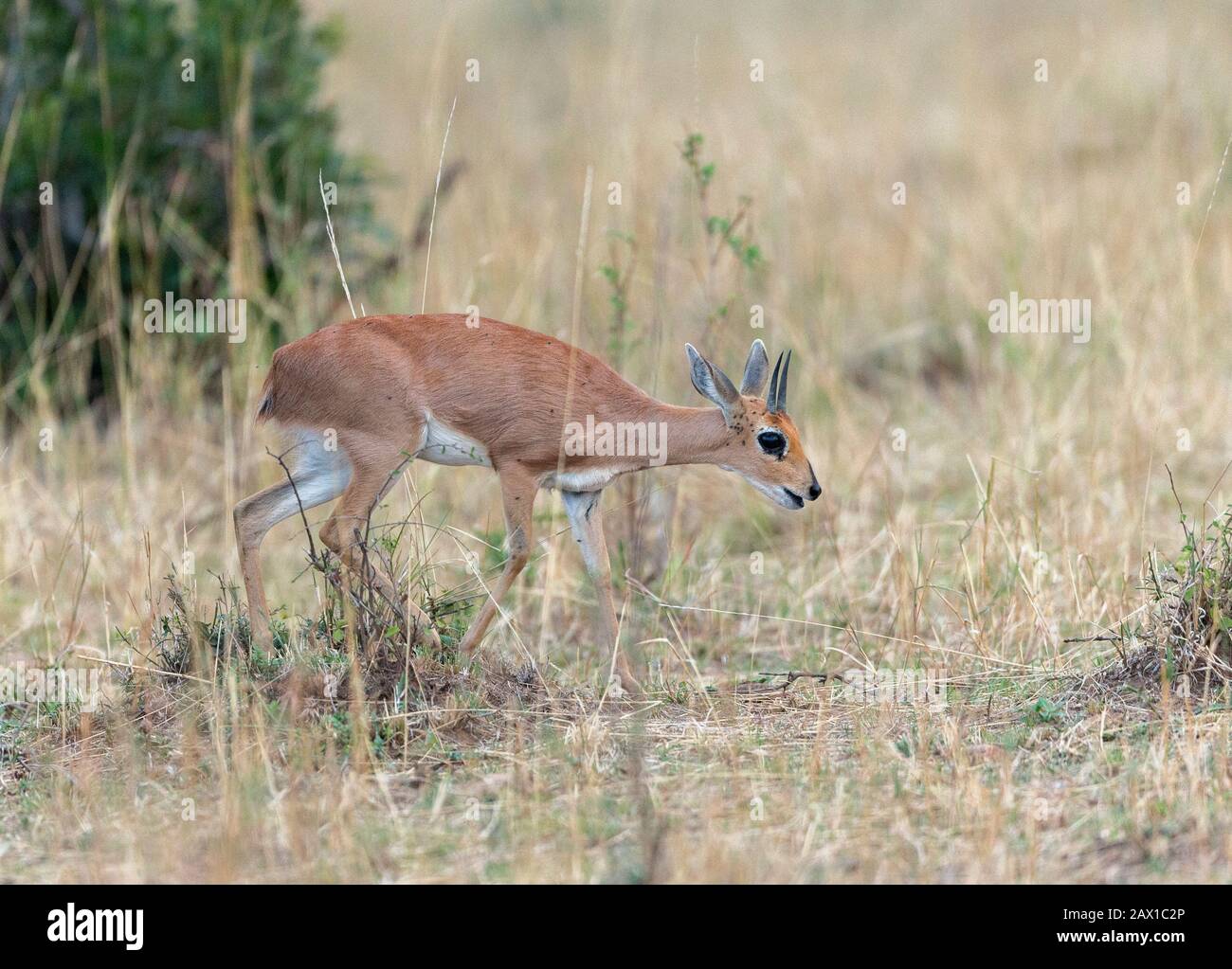 Masai bushbuck hi-res stock photography and images - Alamy