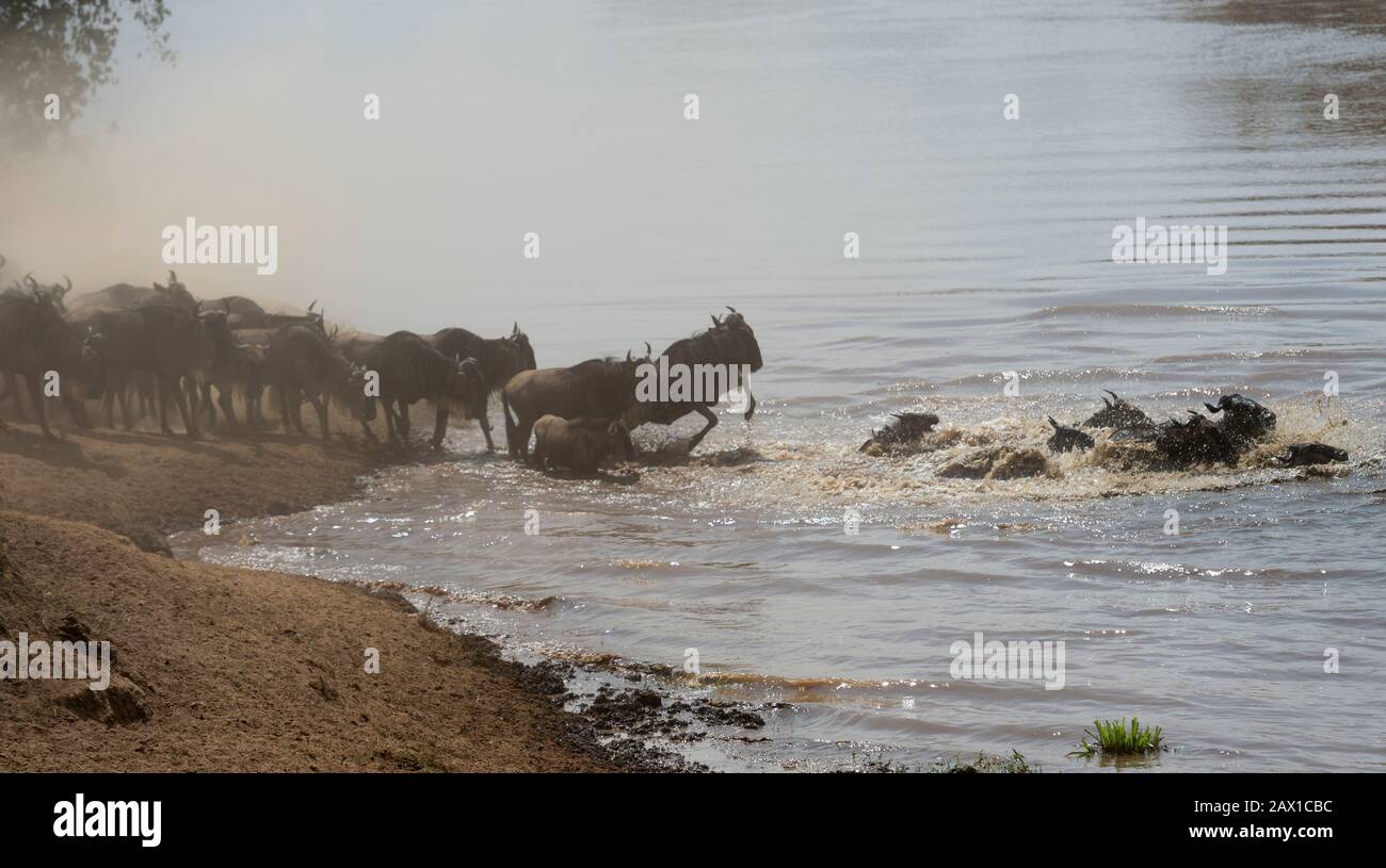 Wildebeest jumping into Mara River seen at Masai Mara, Kenya, Africa Stock Photo - Alamy