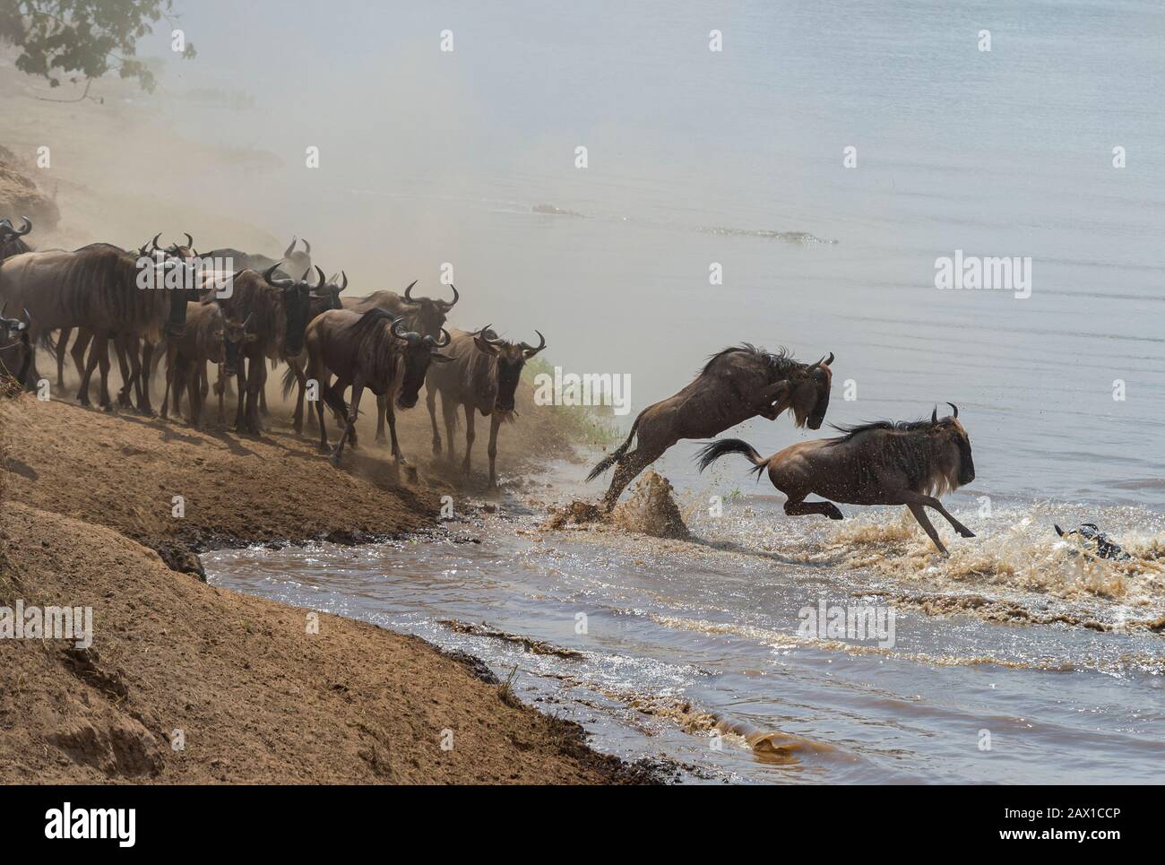 Wildebeest jumping into Mara River seen at Masai Mara, Kenya, Africa ...