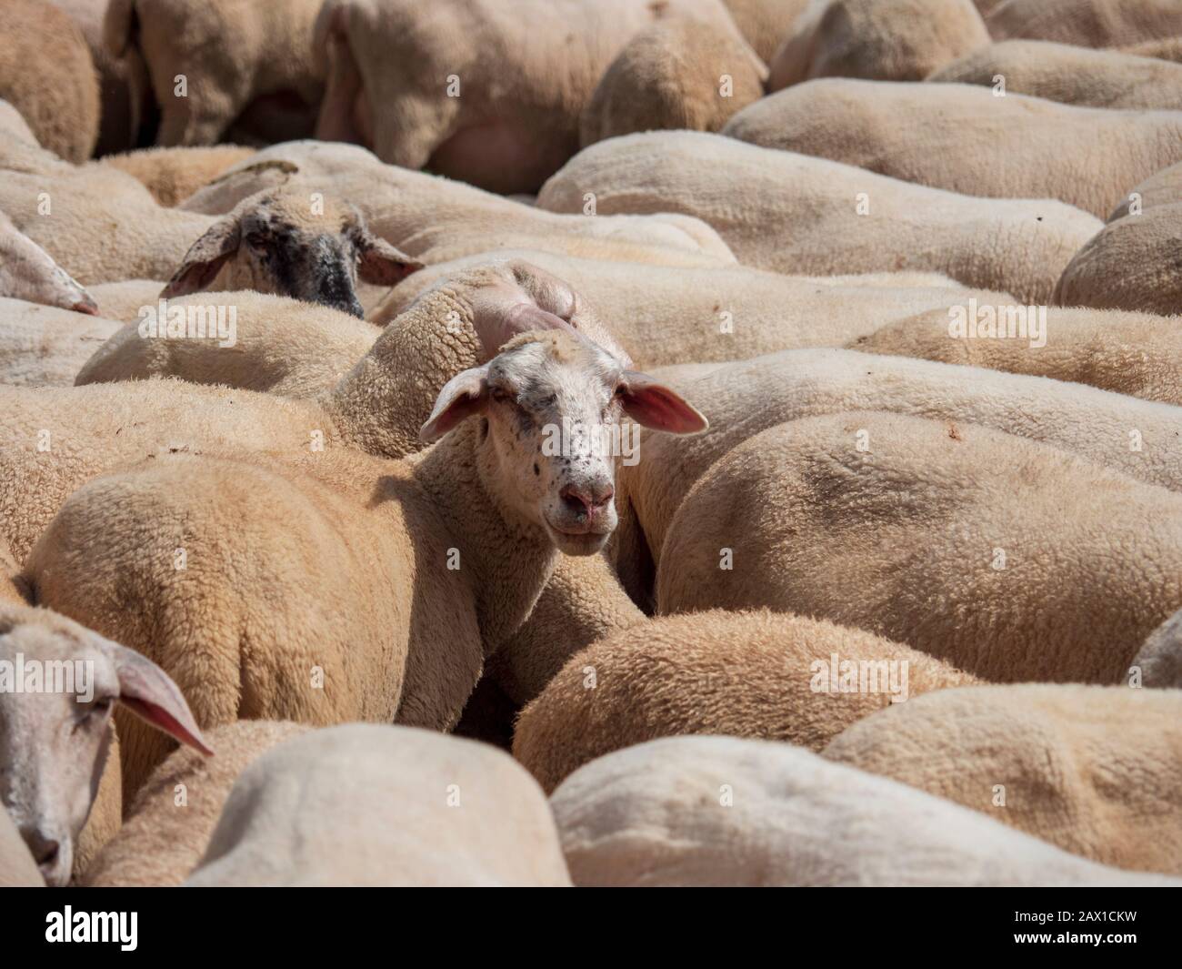Schafe im Schambachtal, Riedenburg, Altmühltal, Bayern, Deutschland ...