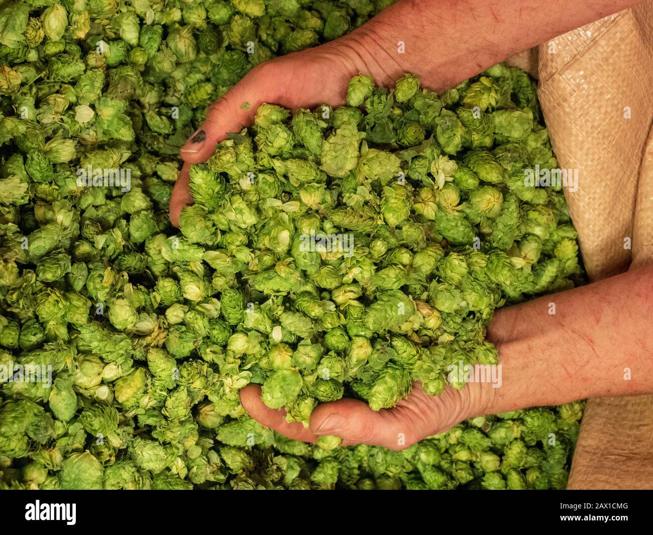 Hopfenverarbeitung hi-res stock photography and images - Alamy