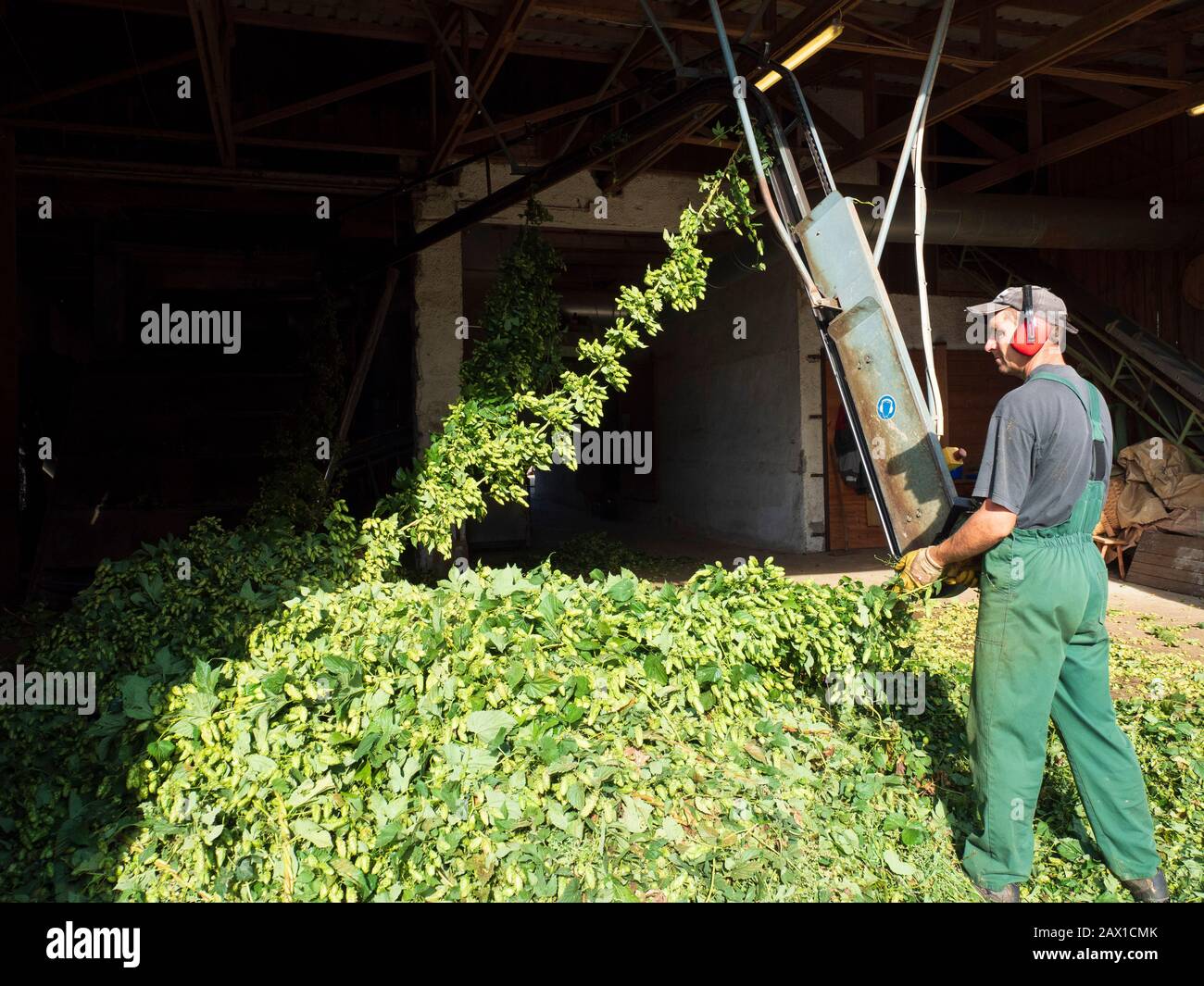 Hop farm bavaria hi-res stock photography and images - Alamy