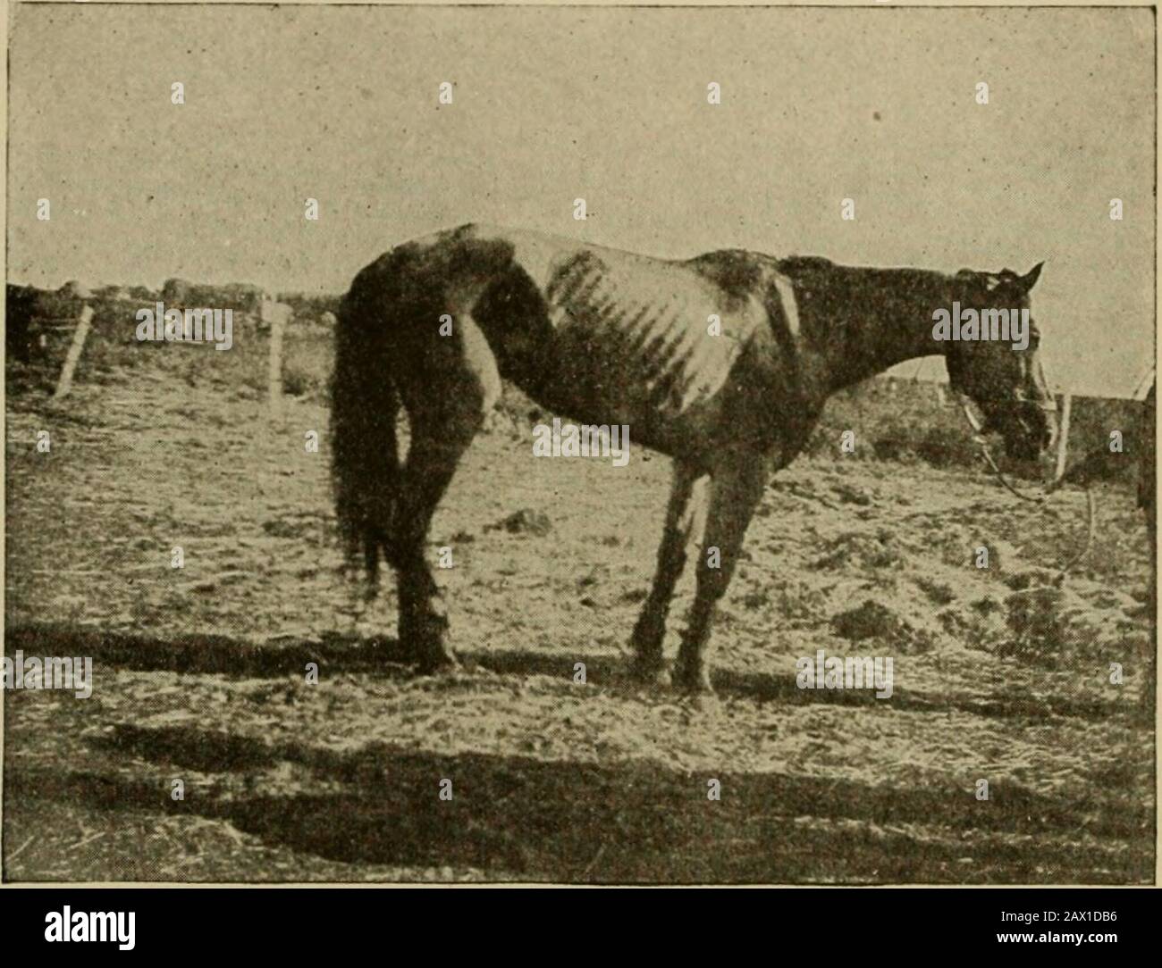 Sheep limbs hi-res stock photography and images - Alamy