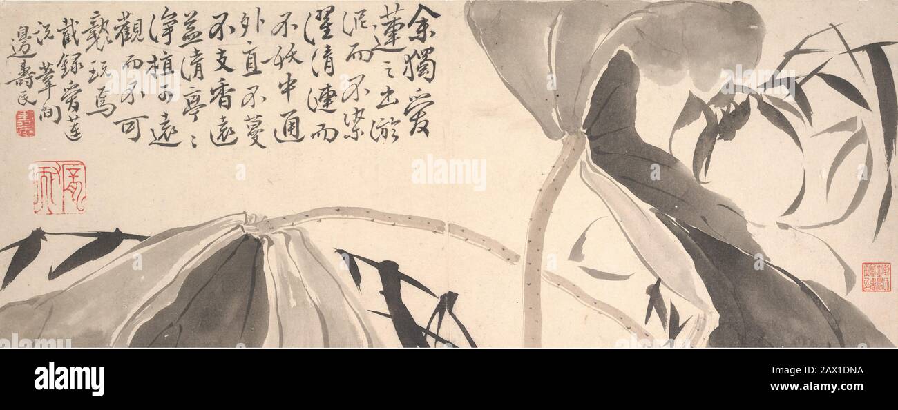 Lotus Leaves and Water Reeds Stock Photo - Alamy