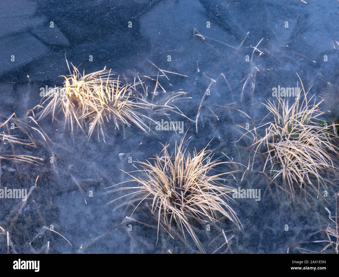 abstract dry frosted grass texture Stock Photo - Alamy