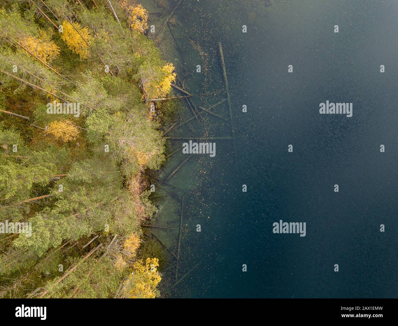 Tree trees trunk trunks hi-res stock photography and images - Alamy