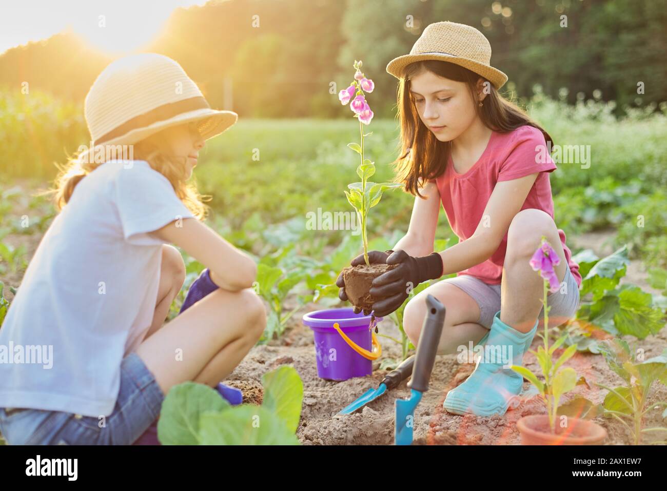 Children girls planting flowering pot plant in ground Stock Photo - Alamy