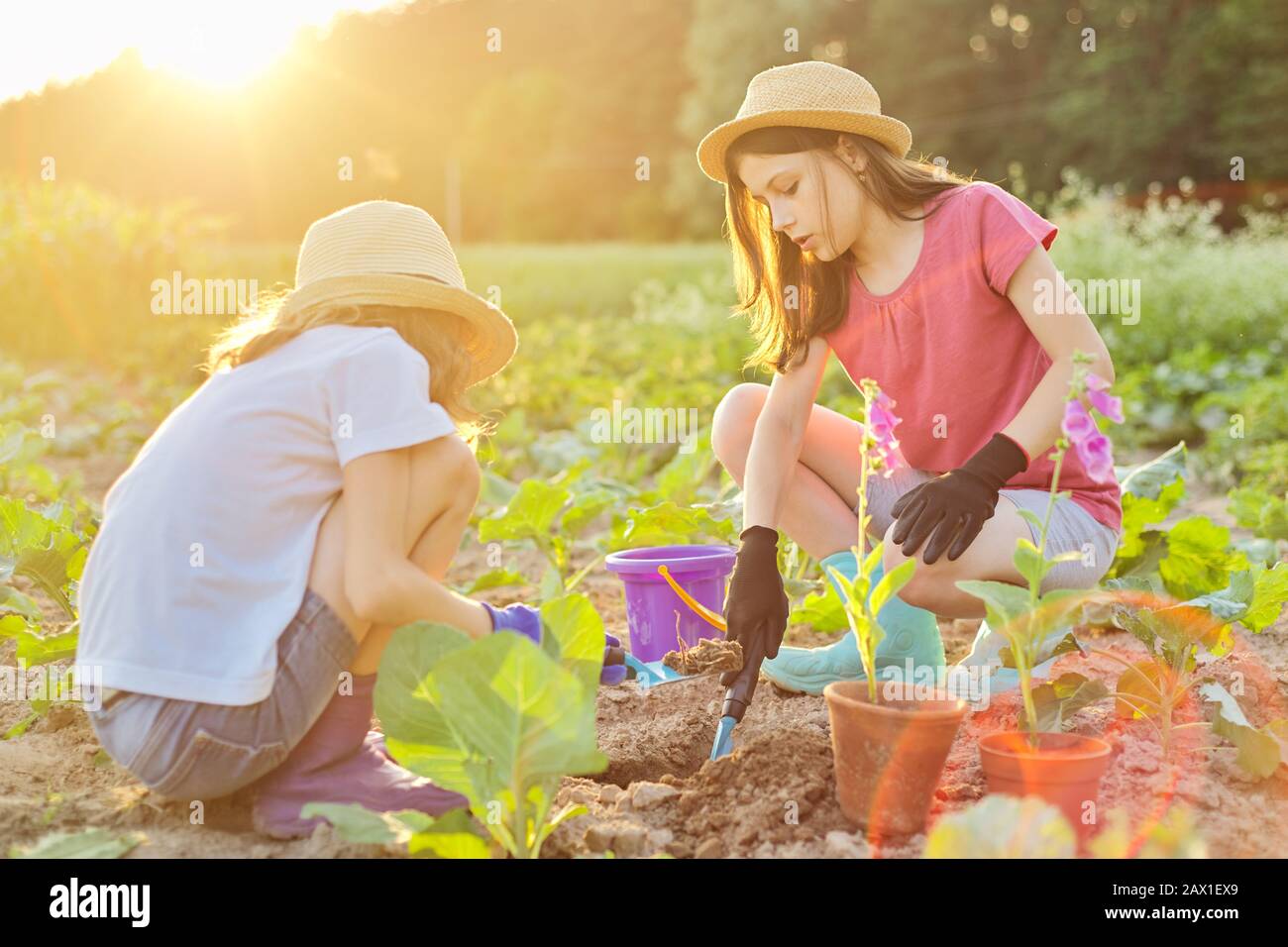 Children girls planting flowering pot plant in ground Stock Photo - Alamy