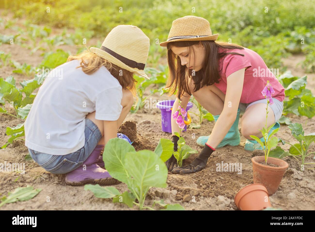 Children girls planting flowering pot plant in ground Stock Photo - Alamy