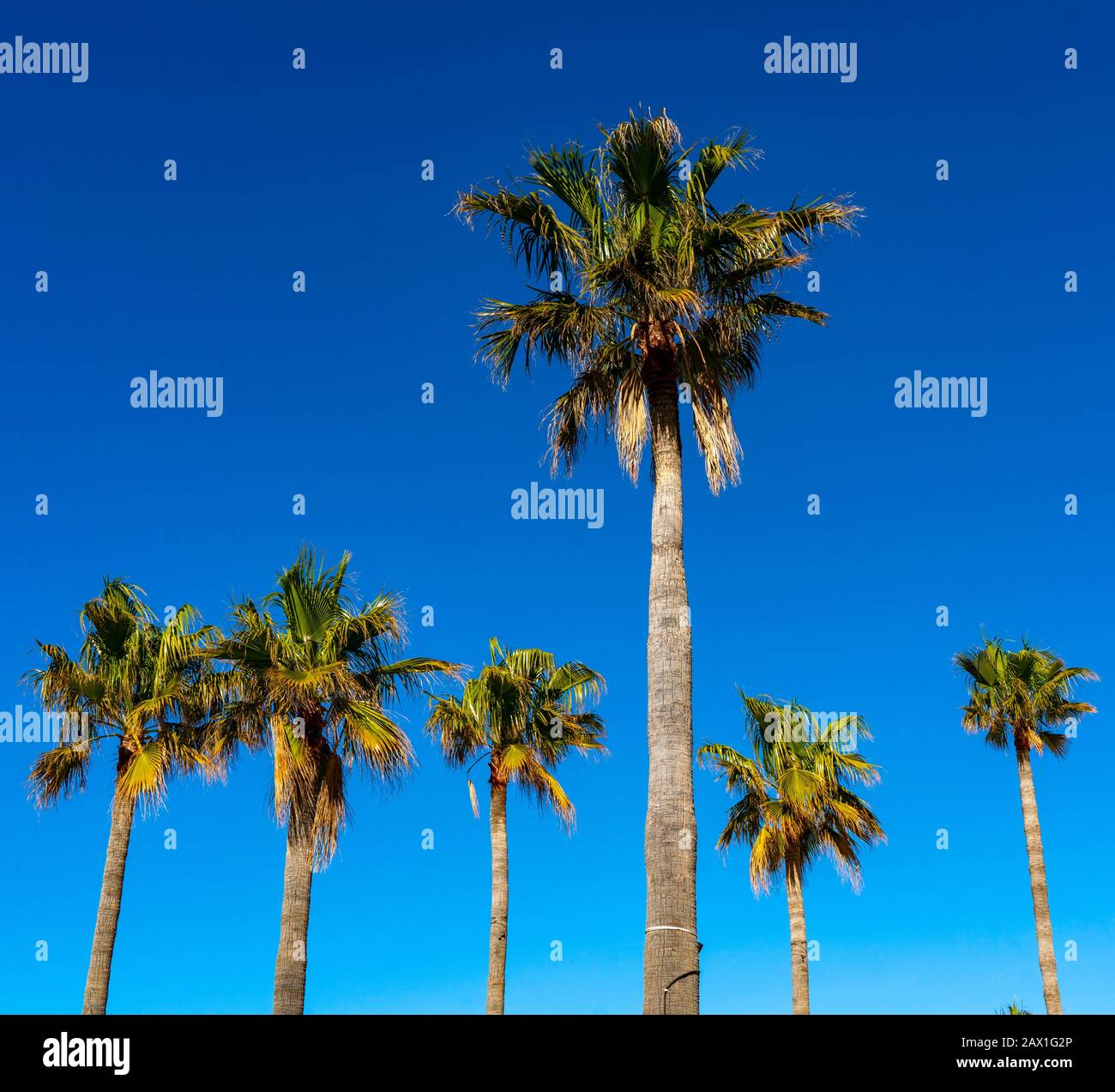 Palm of mallorca hi-res stock photography and images - Alamy