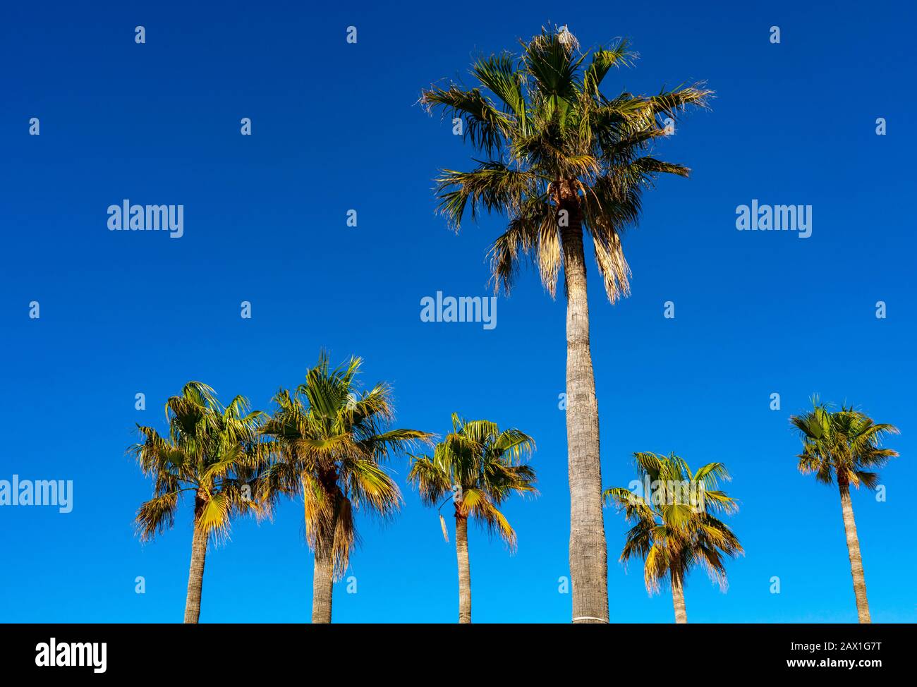 Mallorca trees hi-res stock photography and images - Alamy
