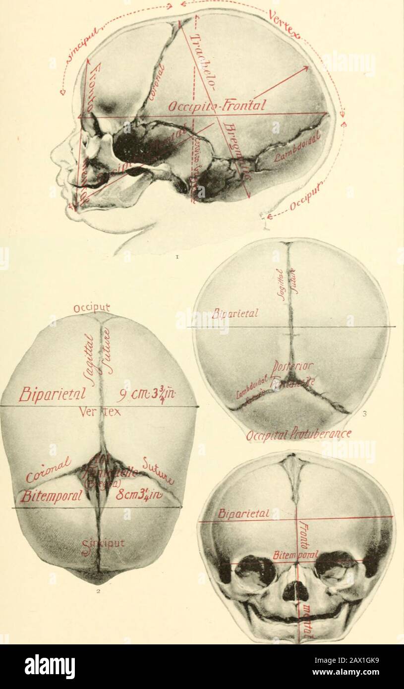 Lambdoidal suture hi-res stock photography and images - Alamy