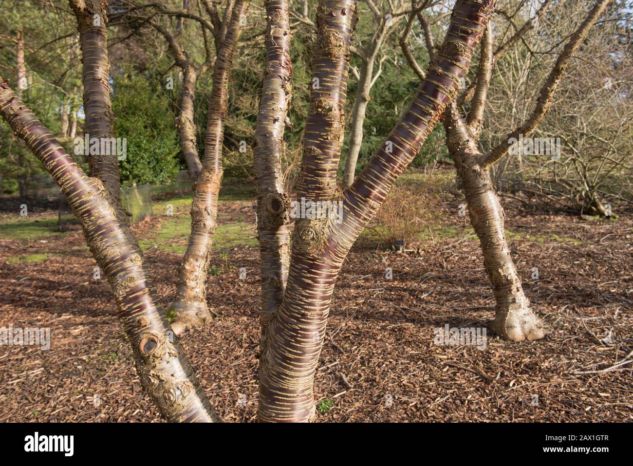 Winter Bark on the Trunk of a Himalayan Cherry Tree (Prunus rufa) in a ...