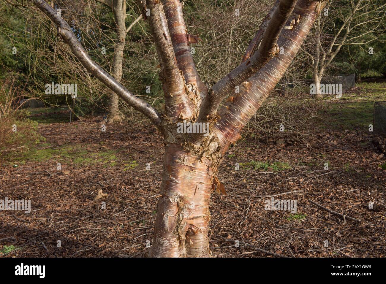 Peeling cherry tree bark hi-res stock photography and images - Alamy