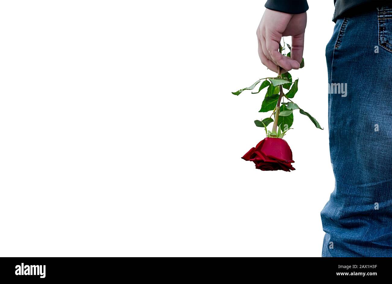 View of the red rose flower in the hand of the guy on the white ...
