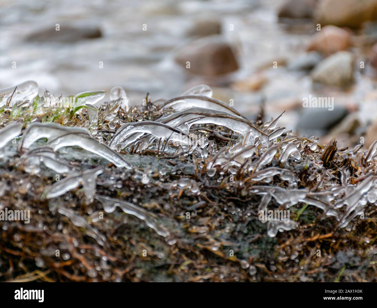 abstract frozen texture of frozen seaweed ice, blurred background Stock ...