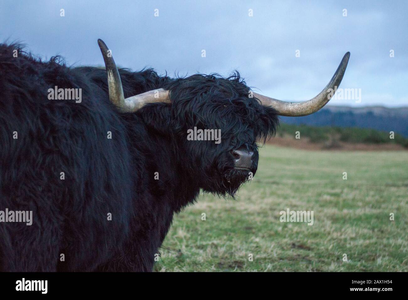 Hamish Cow High Resolution Stock Photography and Images - Alamy
