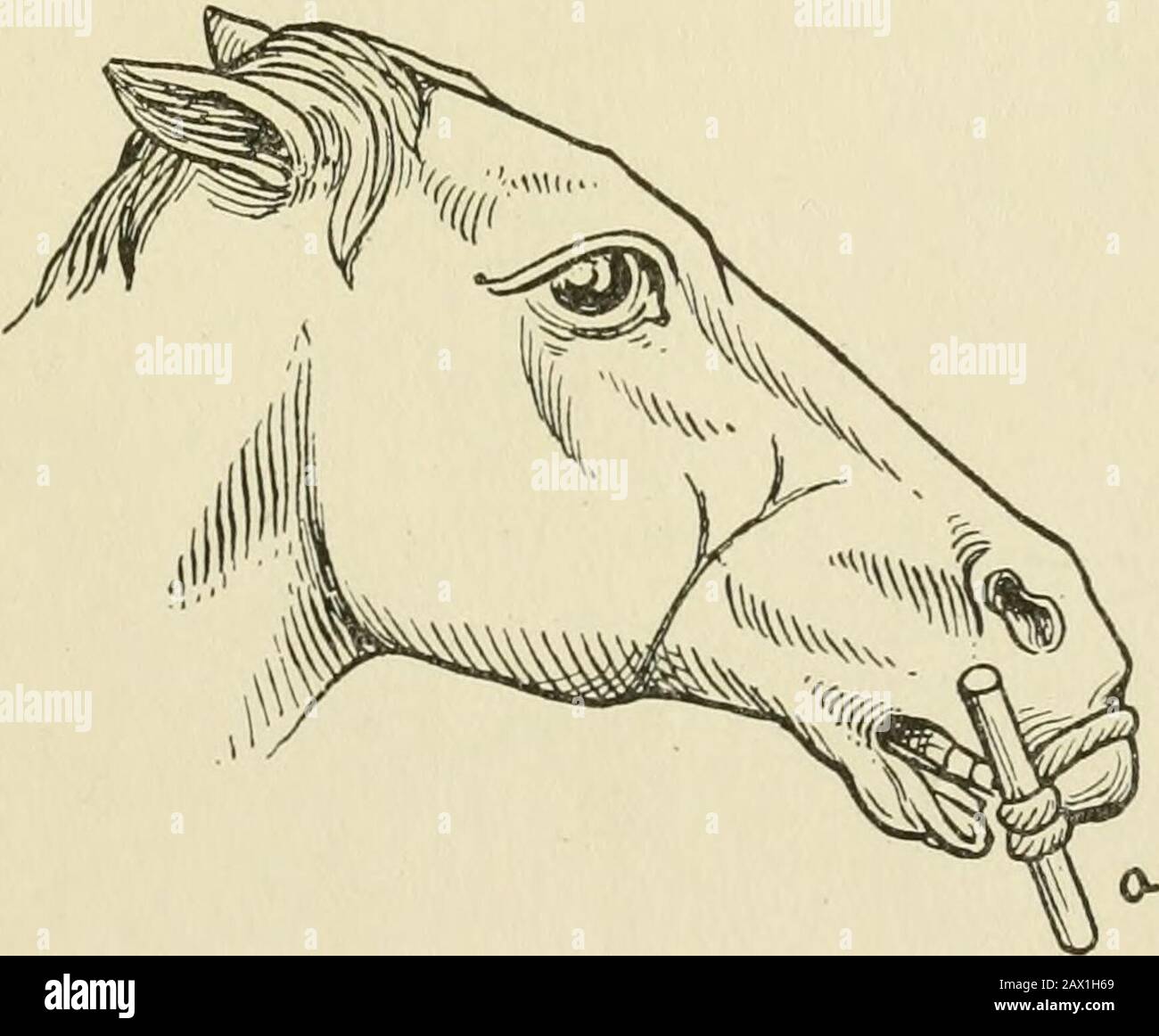 Restraint of domestic animals; a book for the use of students and ...
