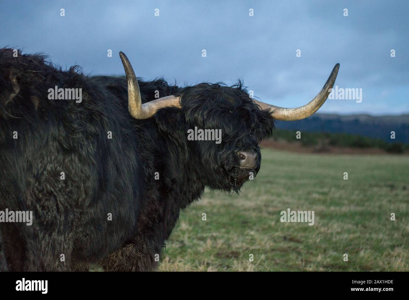 Glasgow, UK. 9 February 2020. Hamish the Highland Cow. Credit: Colin ...