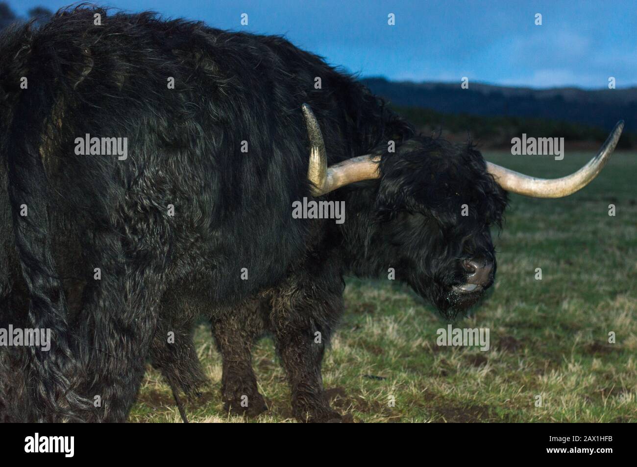 Hamish Cow High Resolution Stock Photography and Images - Alamy