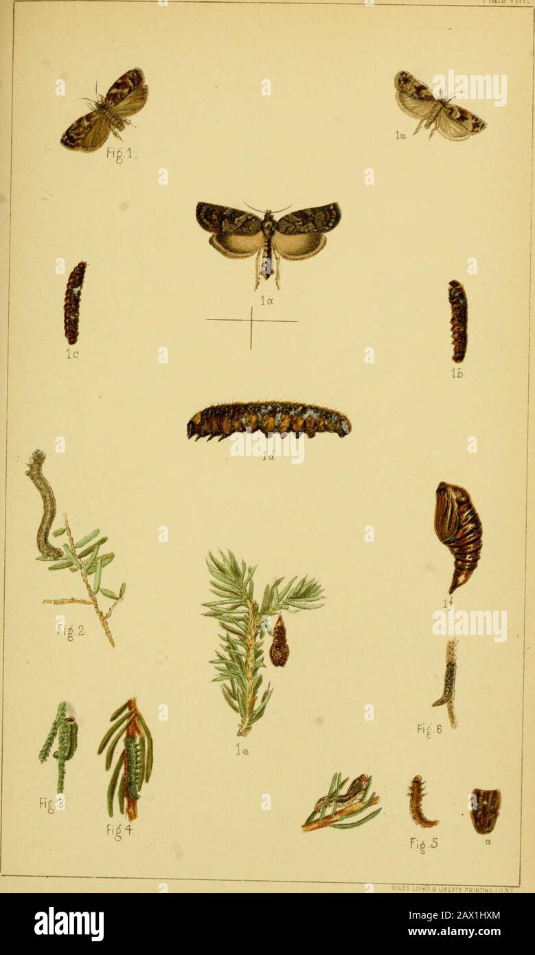 Spruce bud moth hi-res stock photography and images - Alamy