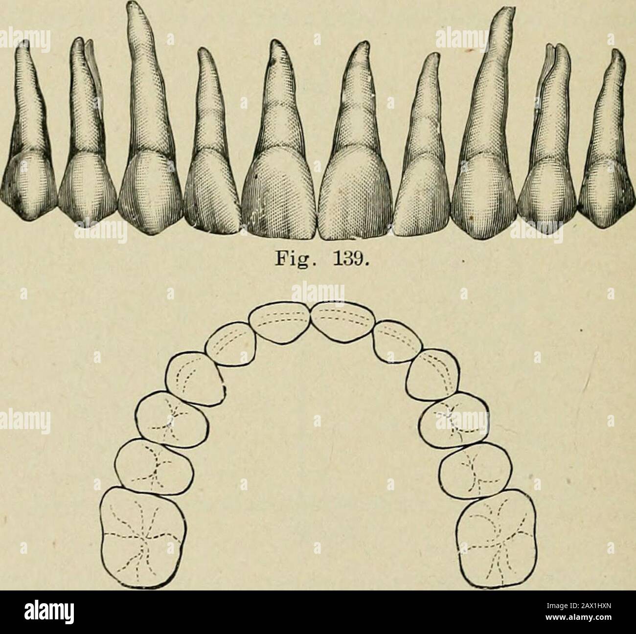 The etiology of osseous deformities of the head, face, jaws and teeth ...