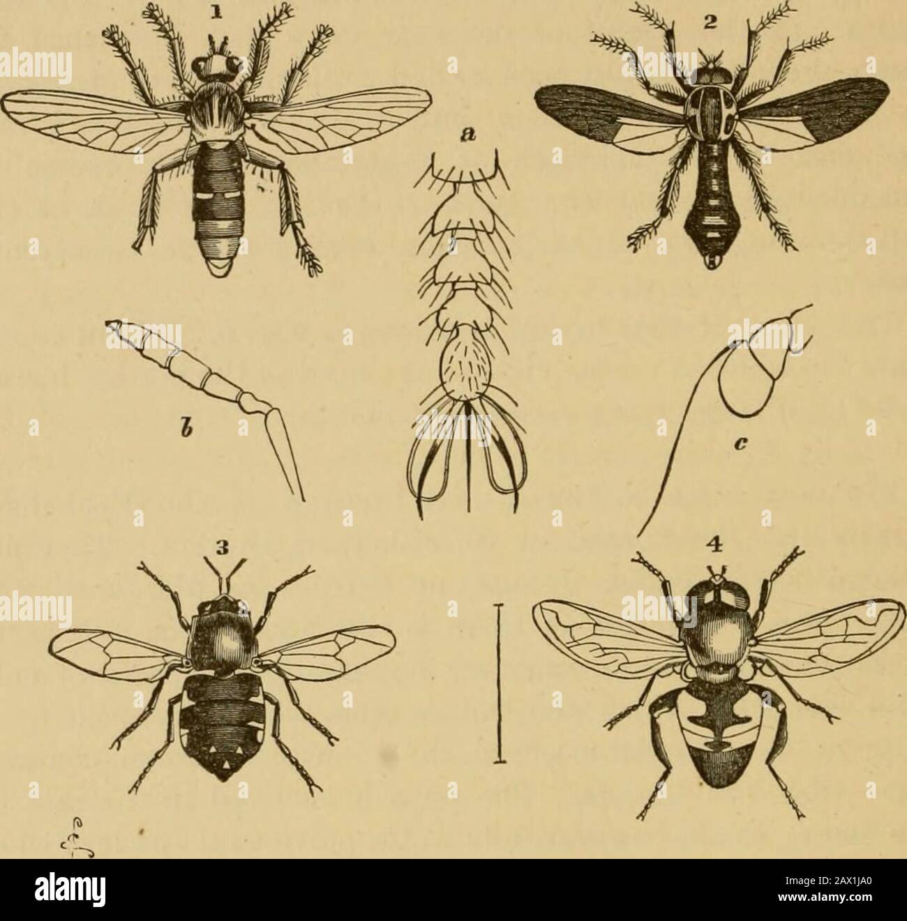 Insects at home; being a popular account of insects, their structure ...