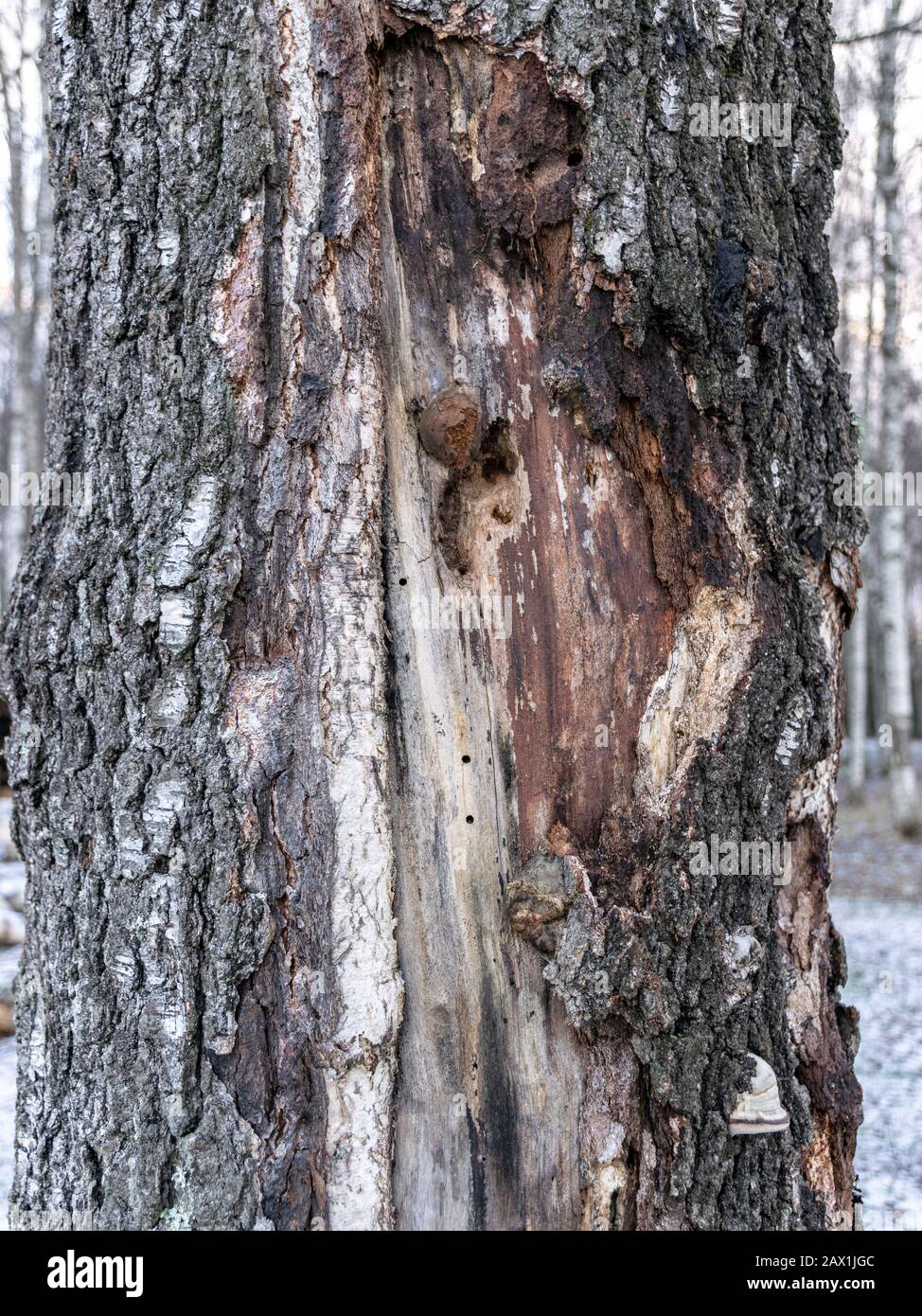 simple picture of an old and rotten tree trunk Stock Photo - Alamy