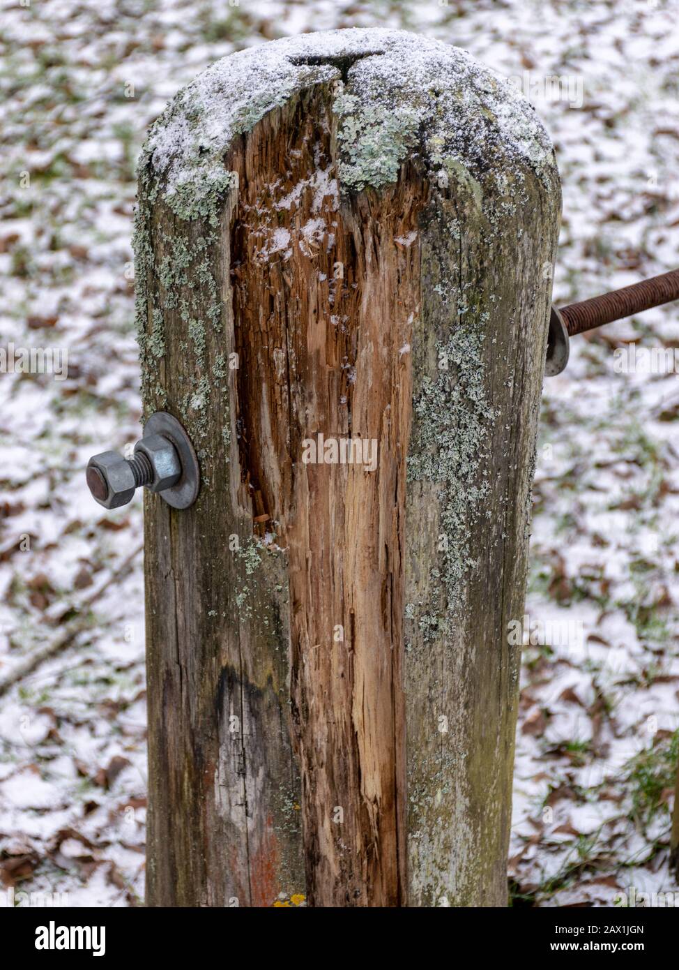 simple picture of an old and rotten tree trunk Stock Photo - Alamy