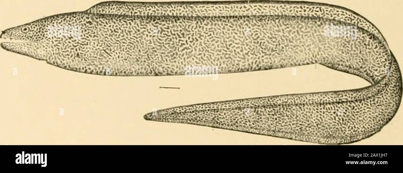 Moray eels skull hi-res stock photography and images - Alamy