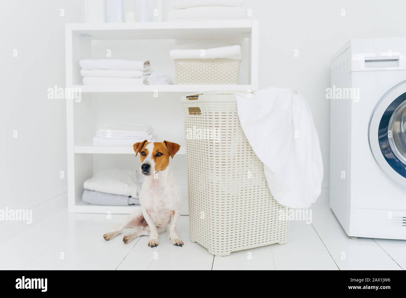 Shot of pedigree domestic animal poses in laundry room near white ...