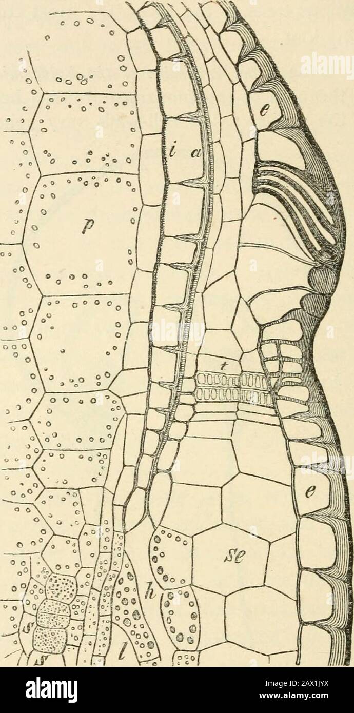 Transverse section stem hi-res stock photography and images - Alamy