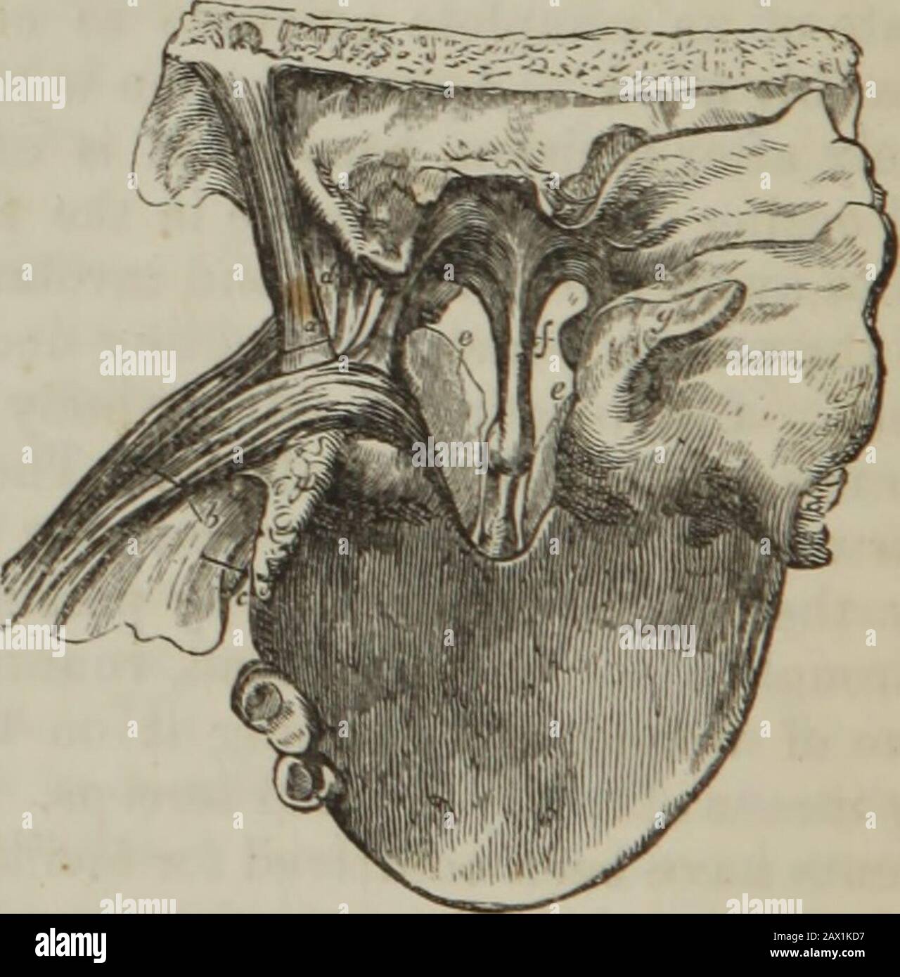 Throat flap hi-res stock photography and images - Alamy