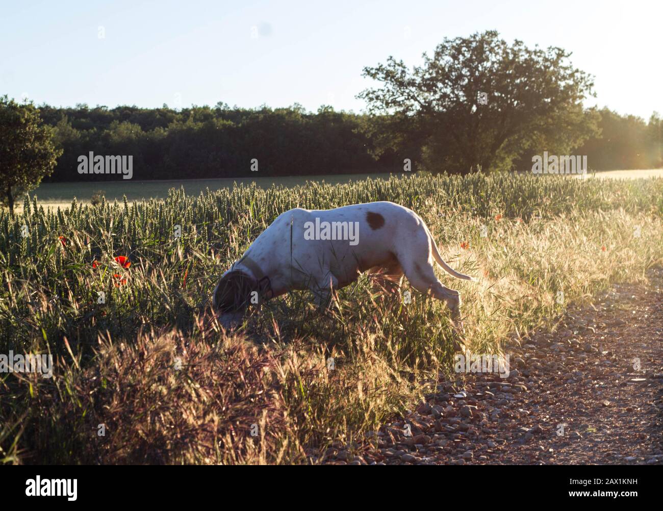 Prowling animals hunting hi-res stock photography and images - Alamy
