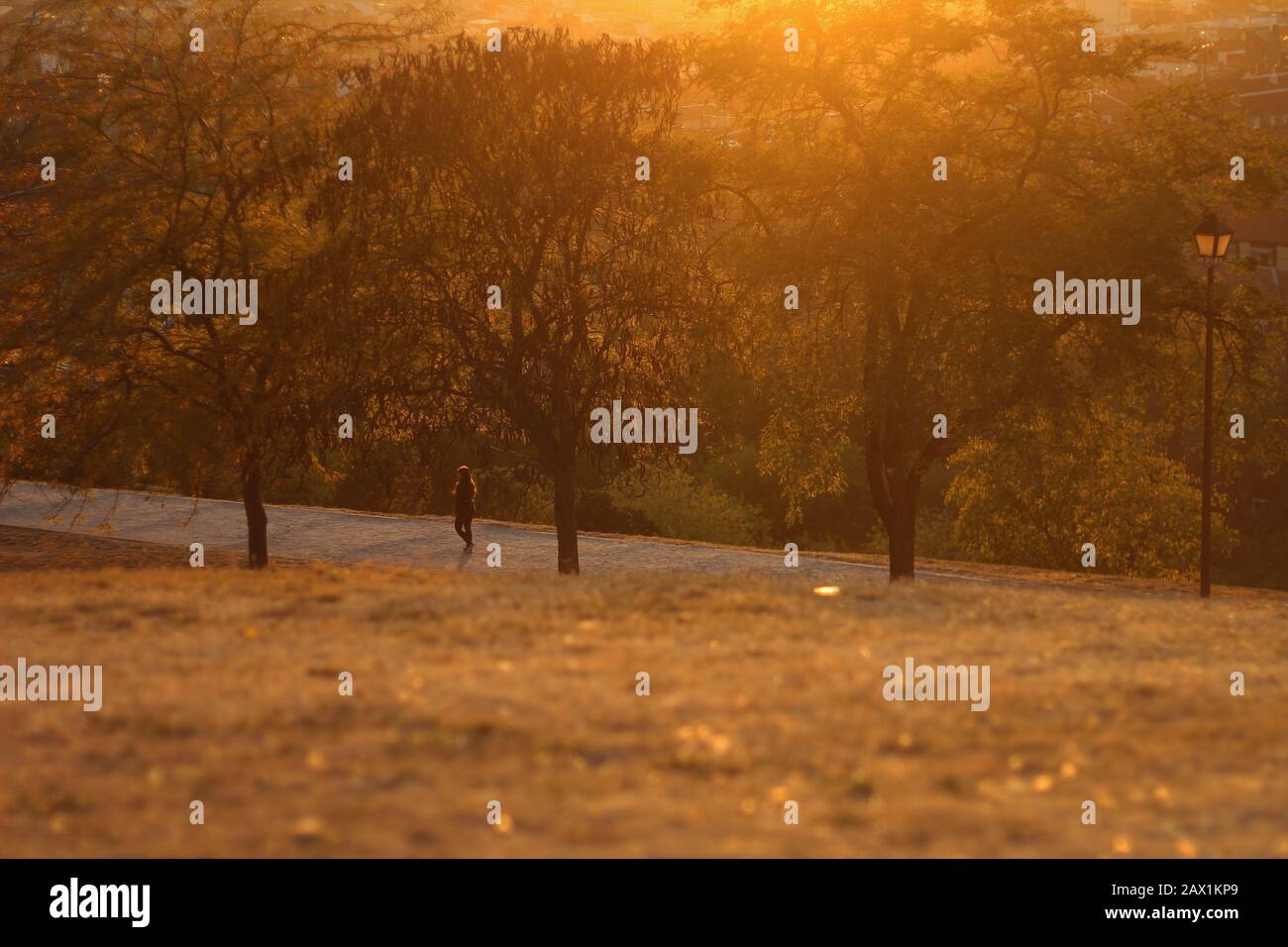 landscape with trees on a viewpoint with golden light Stock Photo - Alamy