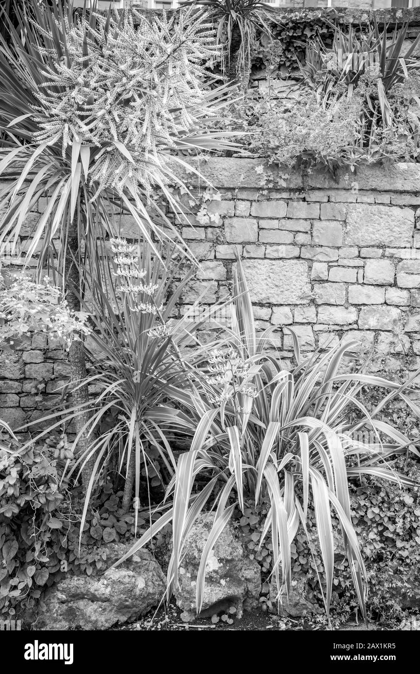 Palm trees poster Black and White Stock Photos & Images - Alamy