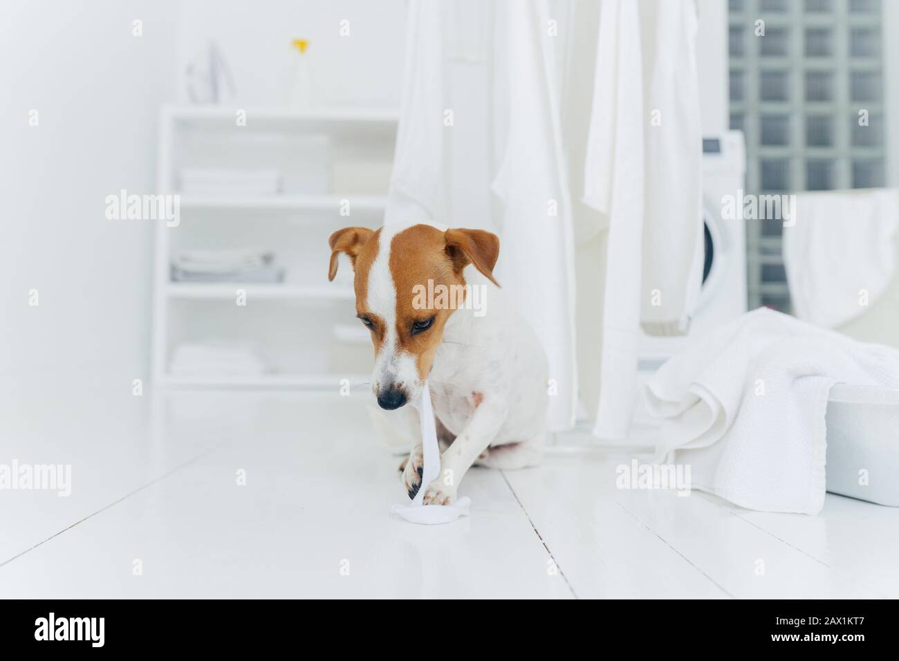 Biting Towel High Resolution Stock Photography and Images - Alamy