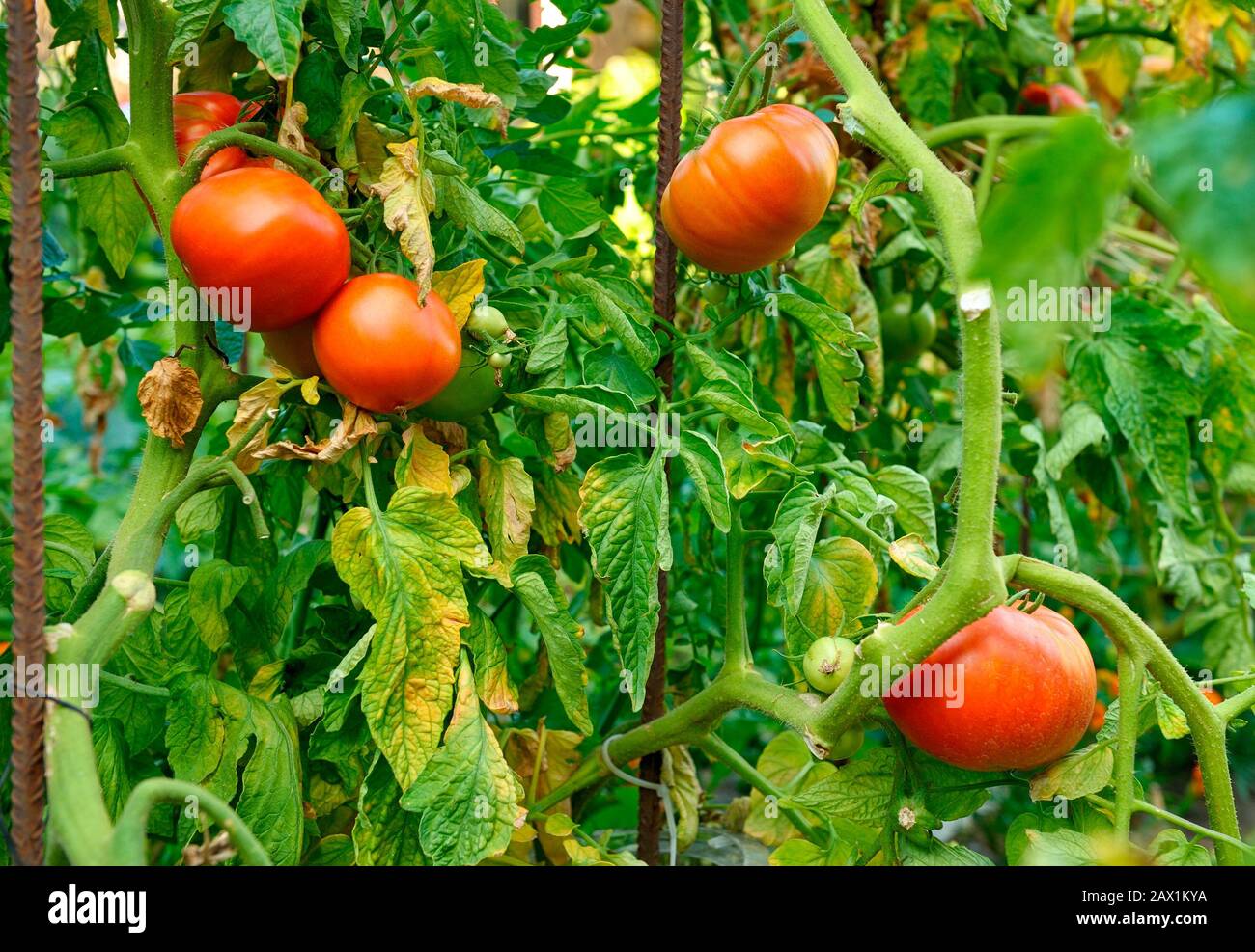 Organic tomatoes farm in backyard Stock Photo - Alamy