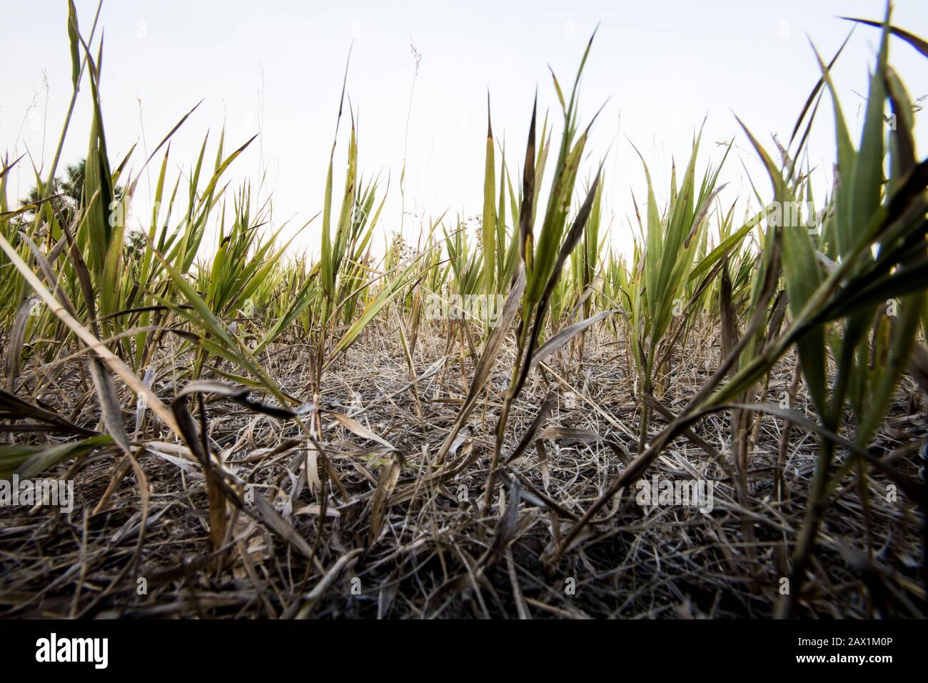 Grass ground level hi-res stock photography and images - Alamy