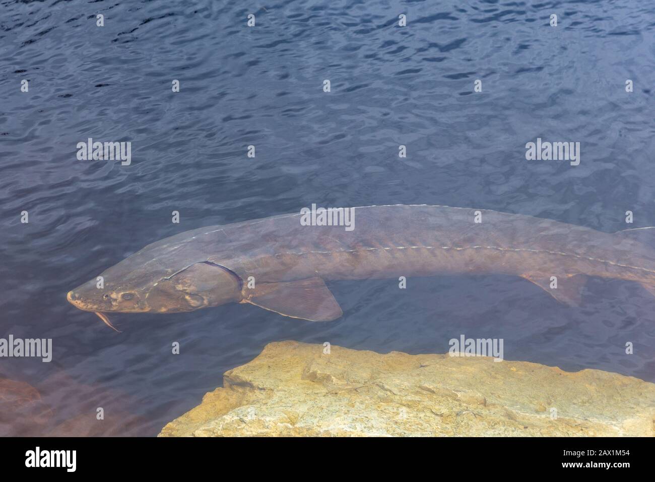 Sturgeon fish swimming hi-res stock photography and images - Alamy