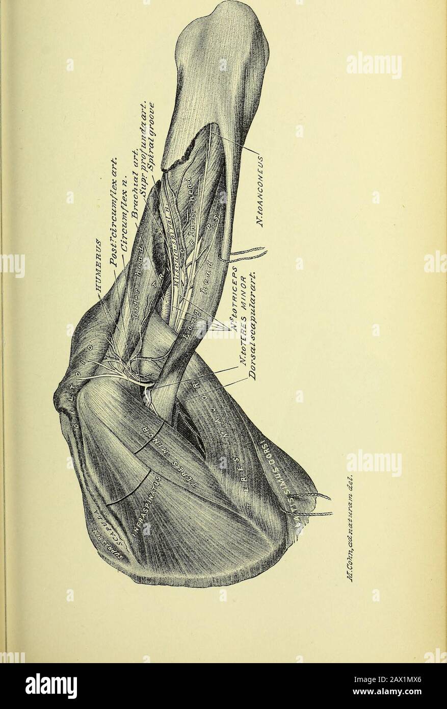 Practical human anatomy [electronic resource] : a working-guide for ...