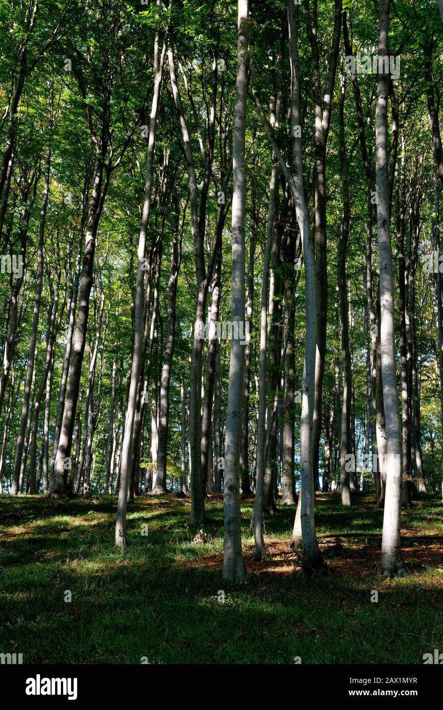 Wienerwald hi-res stock photography and images - Alamy